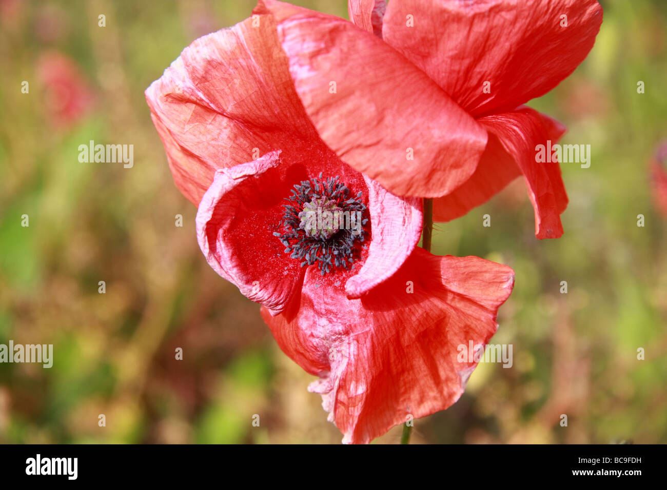 Field poppy on Southdowns (near Brighton Stock Photo - Alamy