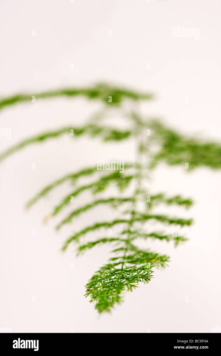Lone fern hi-res stock photography and images - Alamy