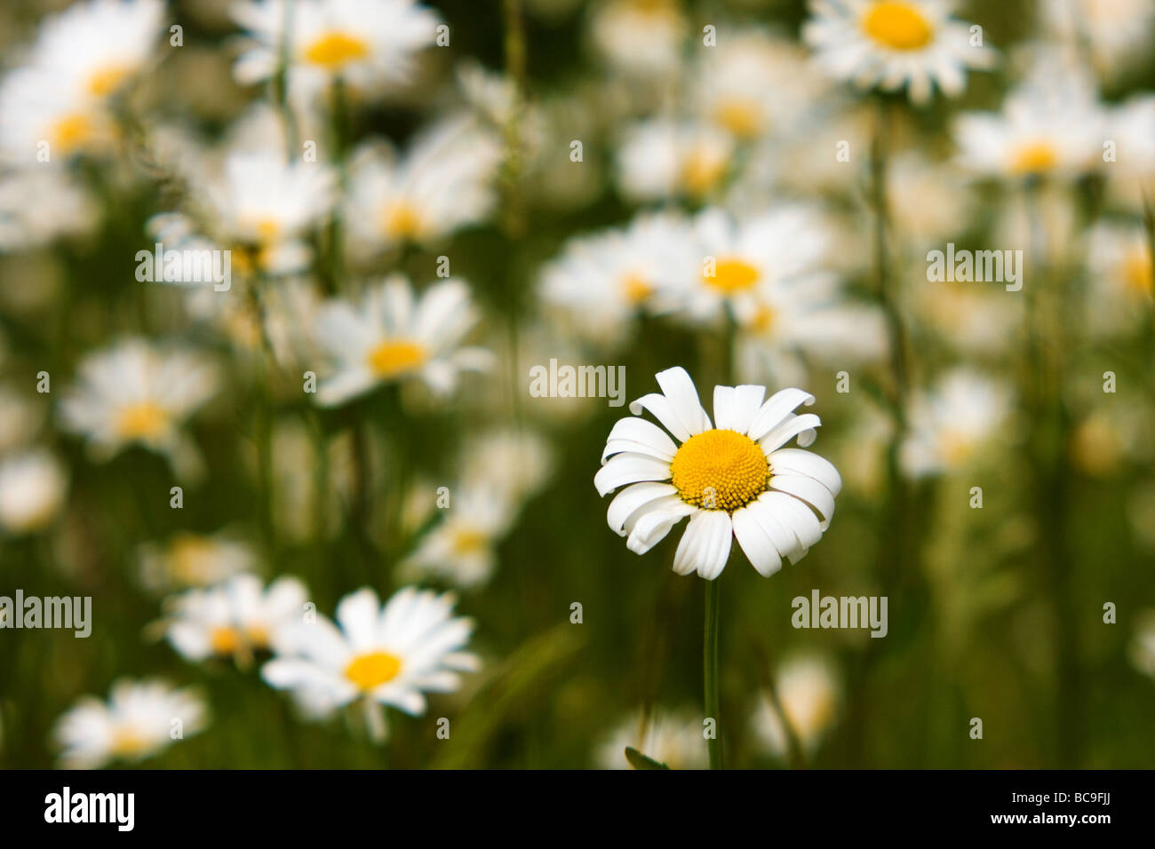 One daisy hi-res stock photography and images - Alamy
