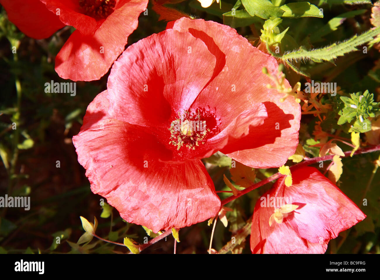 Brighton wild flowers hi-res stock photography and images - Alamy