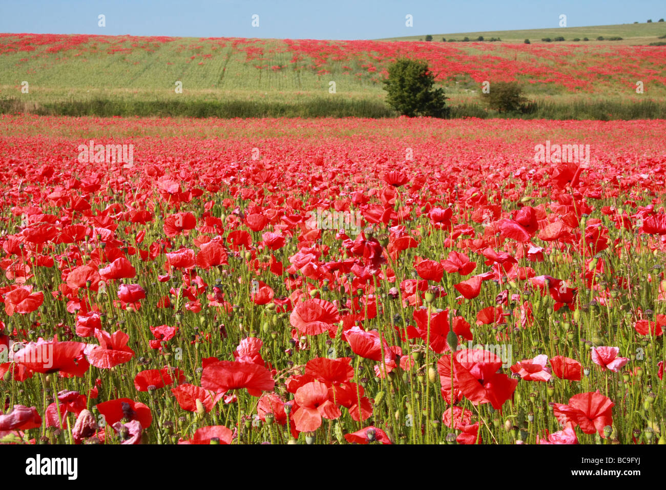 Field of poppies near Brighton Stock Photo - Alamy