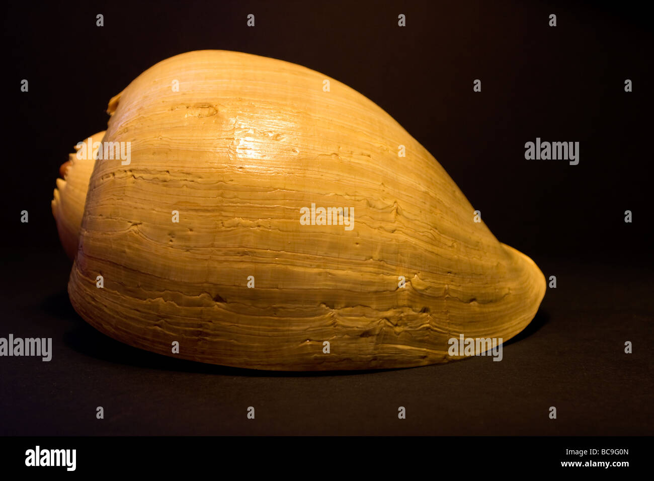 Crowned Volute sea shell on black Stock Photo - Alamy