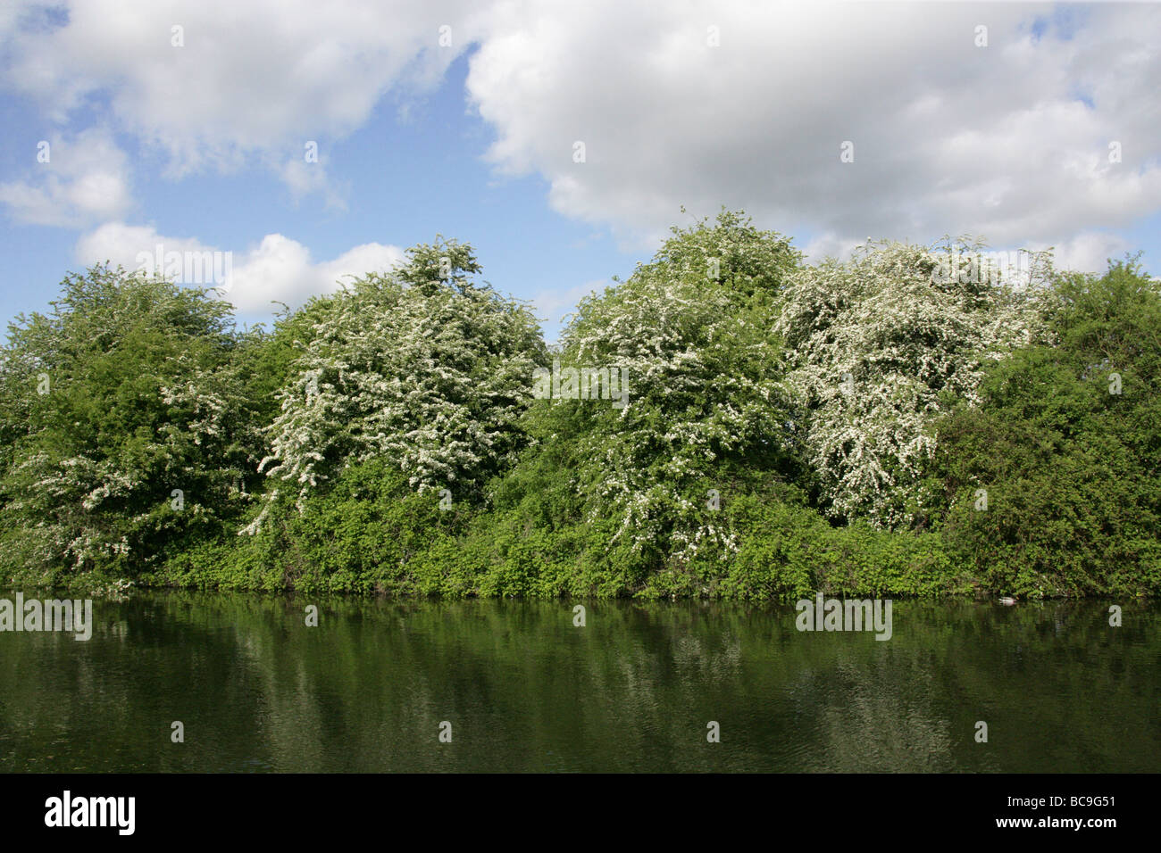 Hawthorn trees hi-res stock photography and images - Alamy