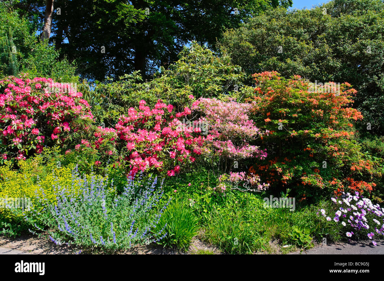 Rhododendron flowers on summer hi-res stock photography and images - Alamy