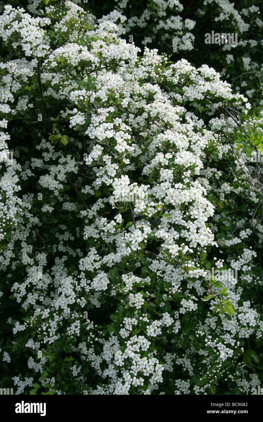 Hawthorn bushes hi-res stock photography and images - Alamy