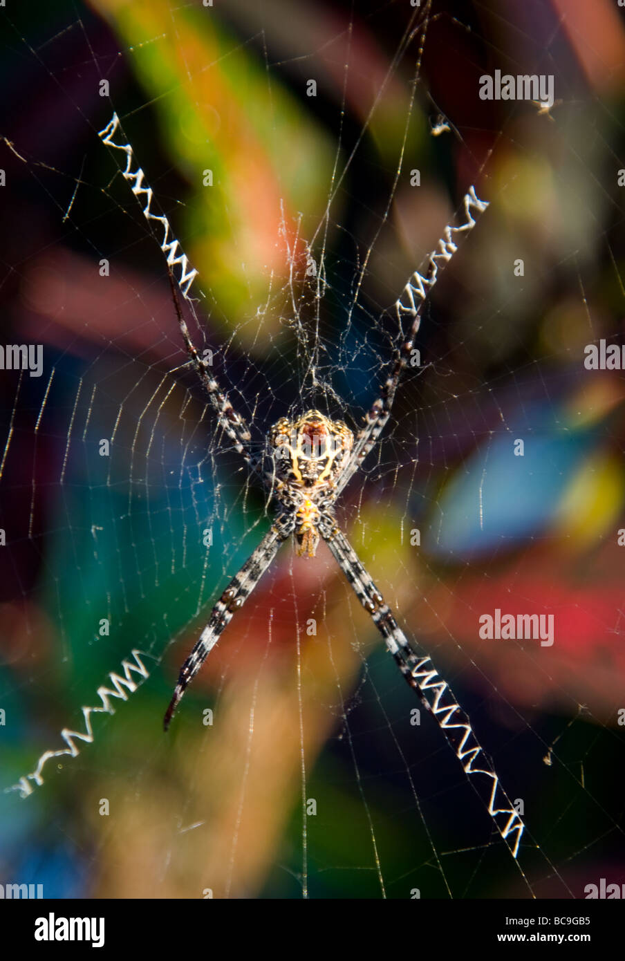 Patterned spider hi-res stock photography and images - Alamy