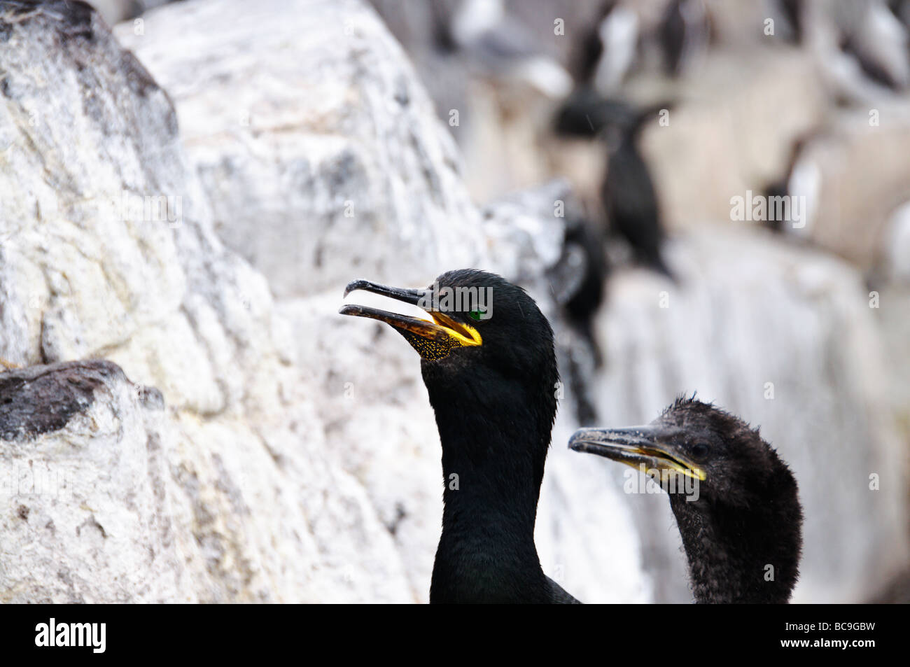 Shags on Inner Farne, breeding season Stock Photo - Alamy