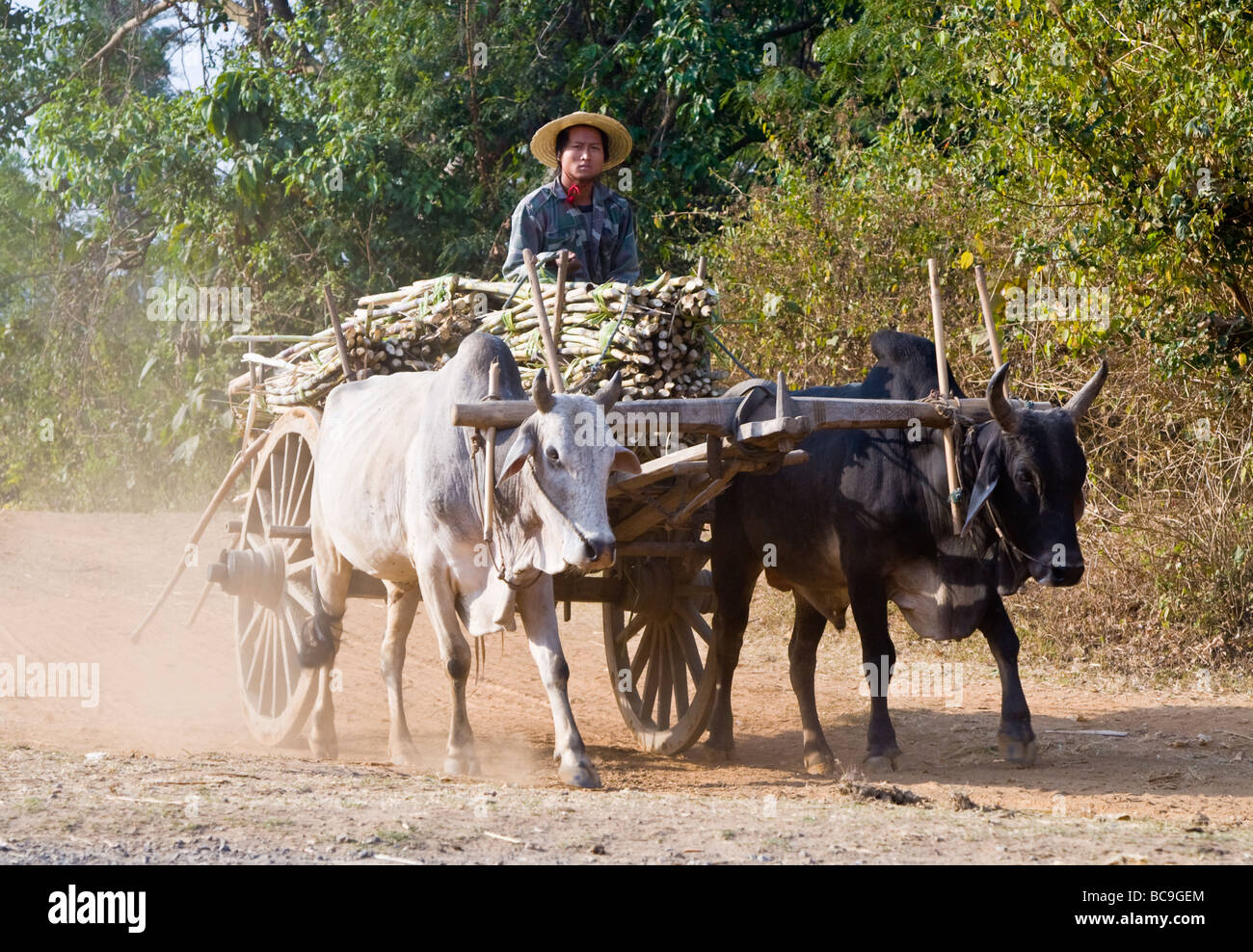 Loaded ox cart hi-res stock photography and images - Alamy