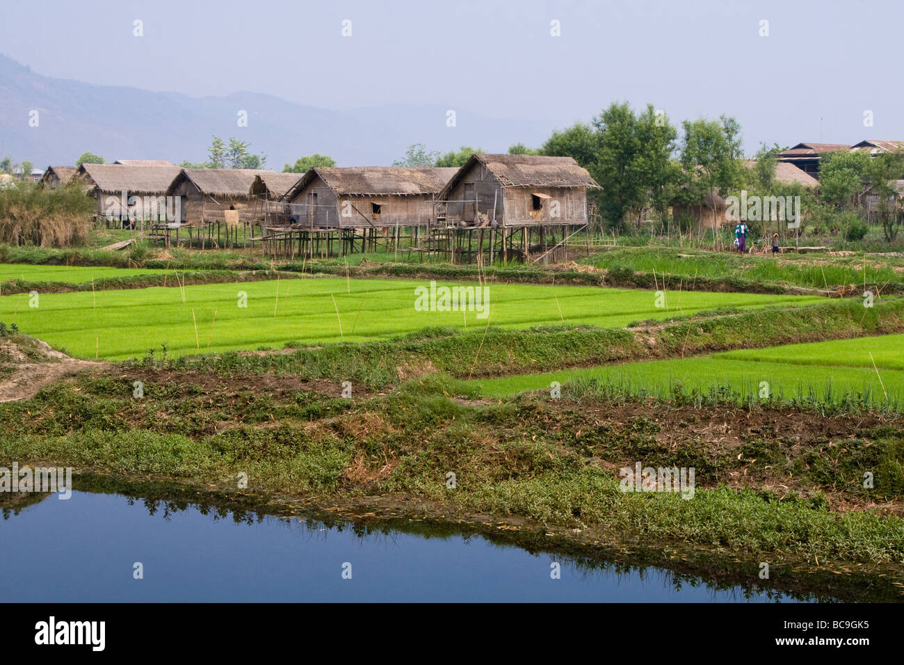 Stilt huts over a lush green rice field in Myanmar Stock Photo - Alamy
