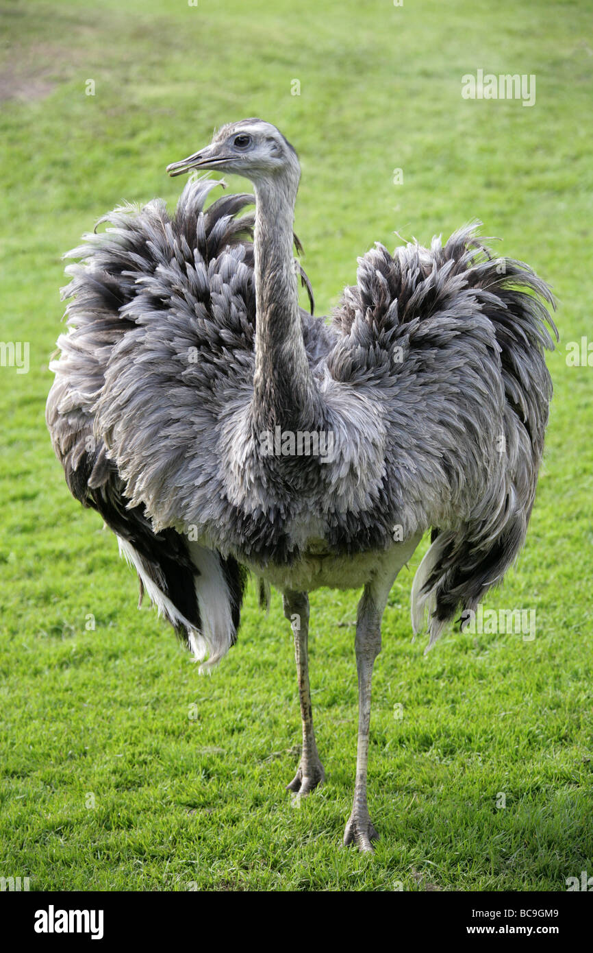Greater Rhea, Rhea americana, Rheidae, Rheiformes, Paleognathae, Ratite ...