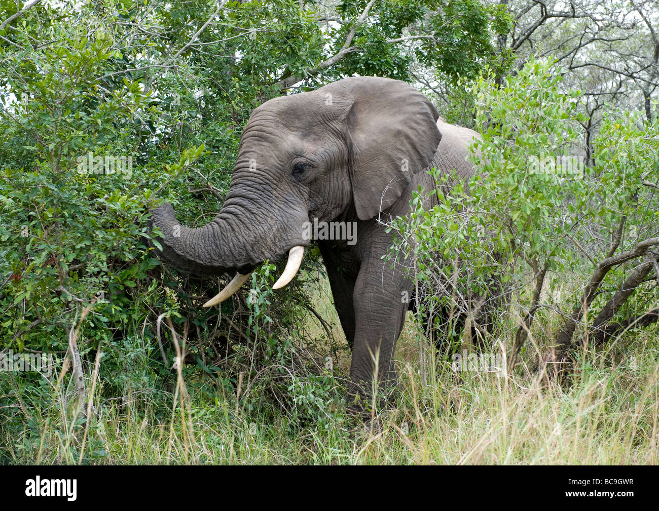 Side view of an African elephant with extended trunks emerging out of ...