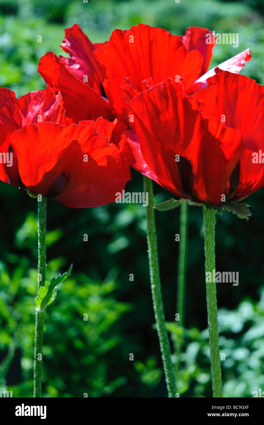 Giant poppies hi-res stock photography and images - Alamy