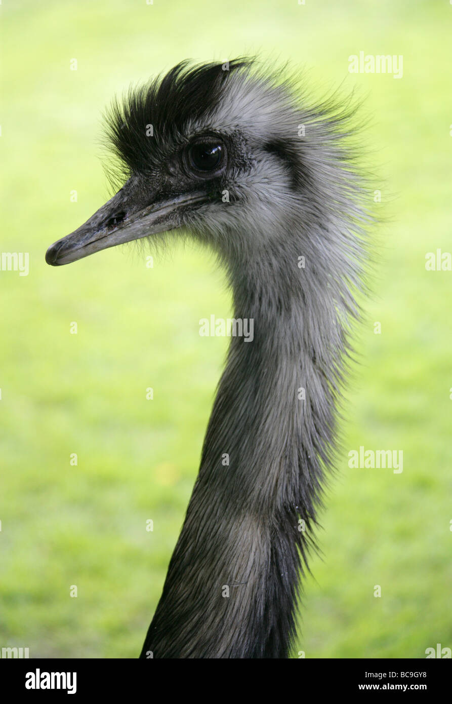 Greater Rhea, Rhea americana, Rheidae, Rheiformes, Paleognathae, Ratite ...