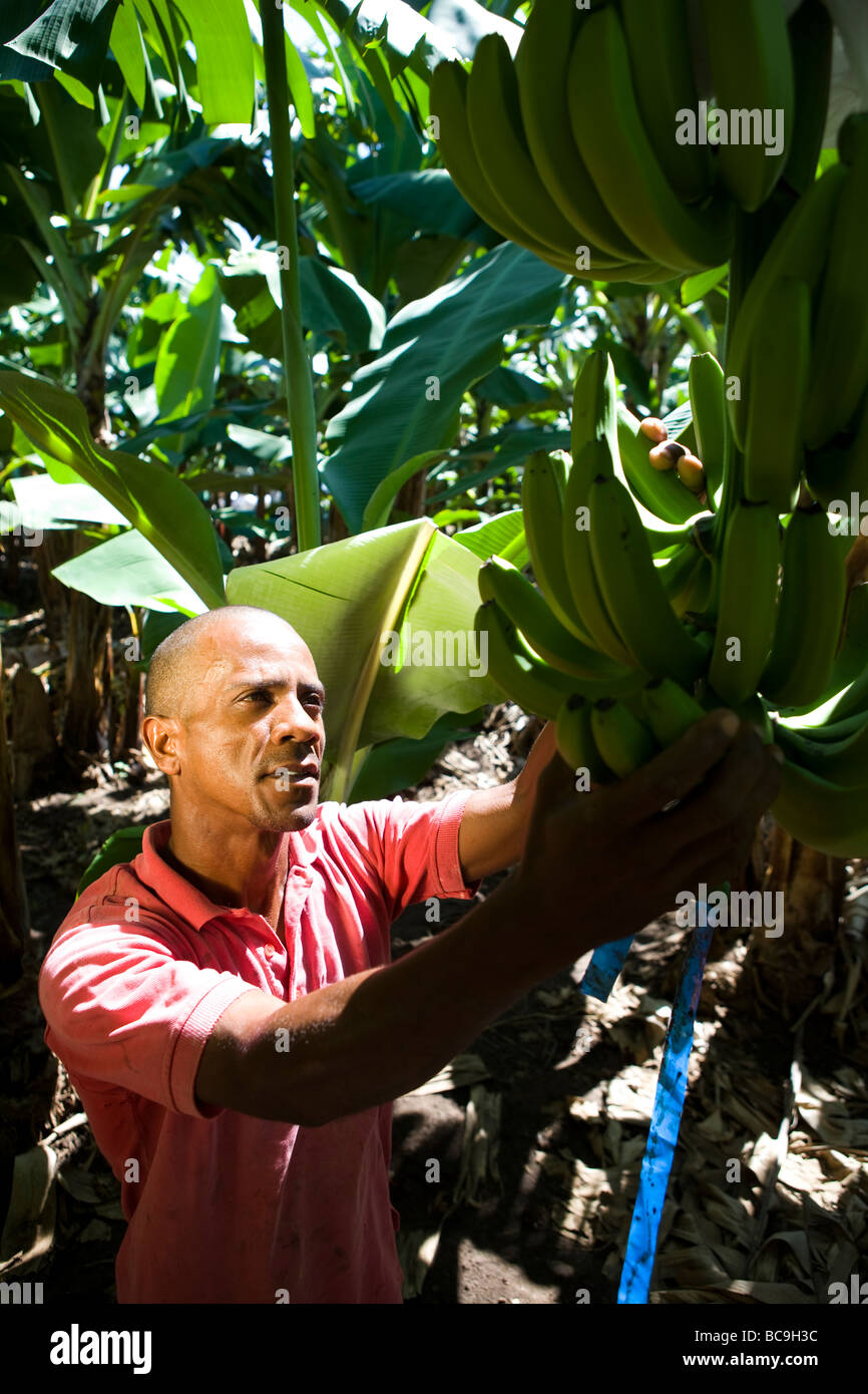 Fairtrade banana farmer, Dominican Republic Stock Photo - Alamy
