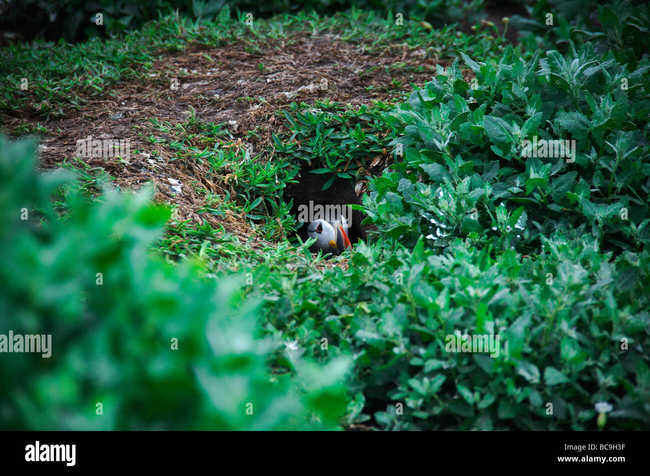 puffin at the entrance of his burrough Stock Photo - Alamy
