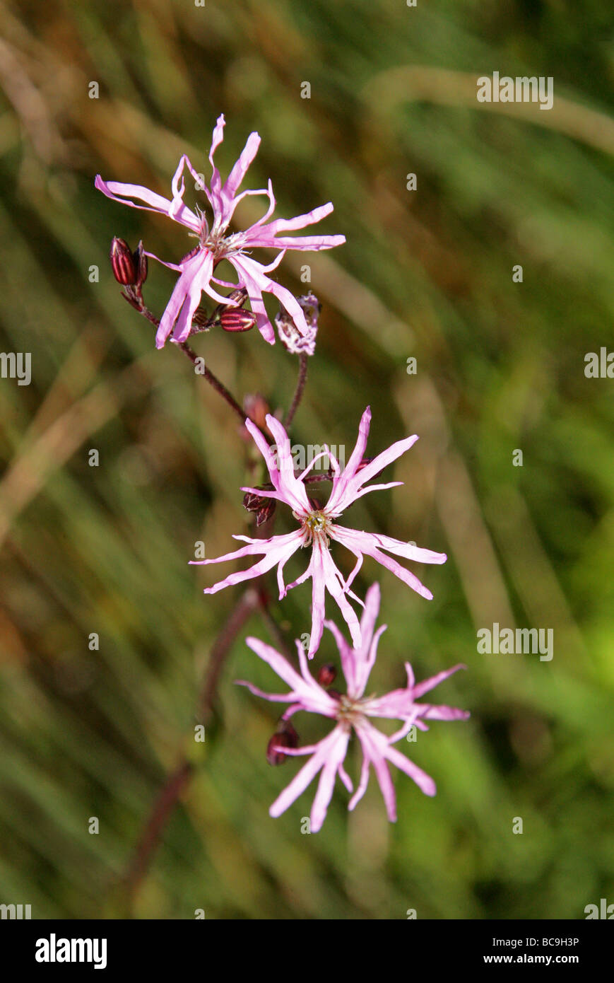 Ragged Robin Lychnis flos-cuculi Caryophyllaceae. UK Stock Photo - Alamy