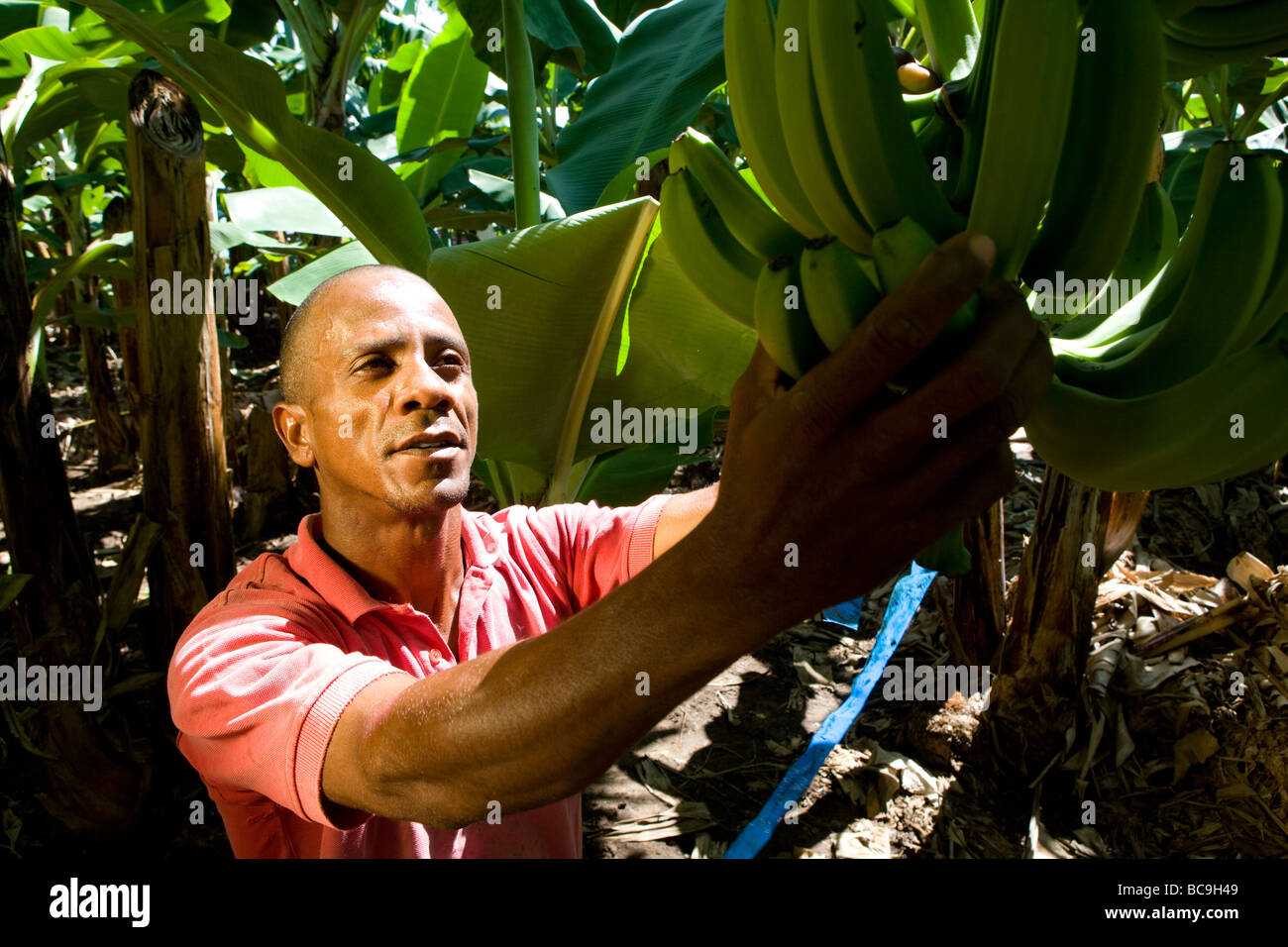 Fairtrade banana farmer, Dominican Republic Stock Photo - Alamy