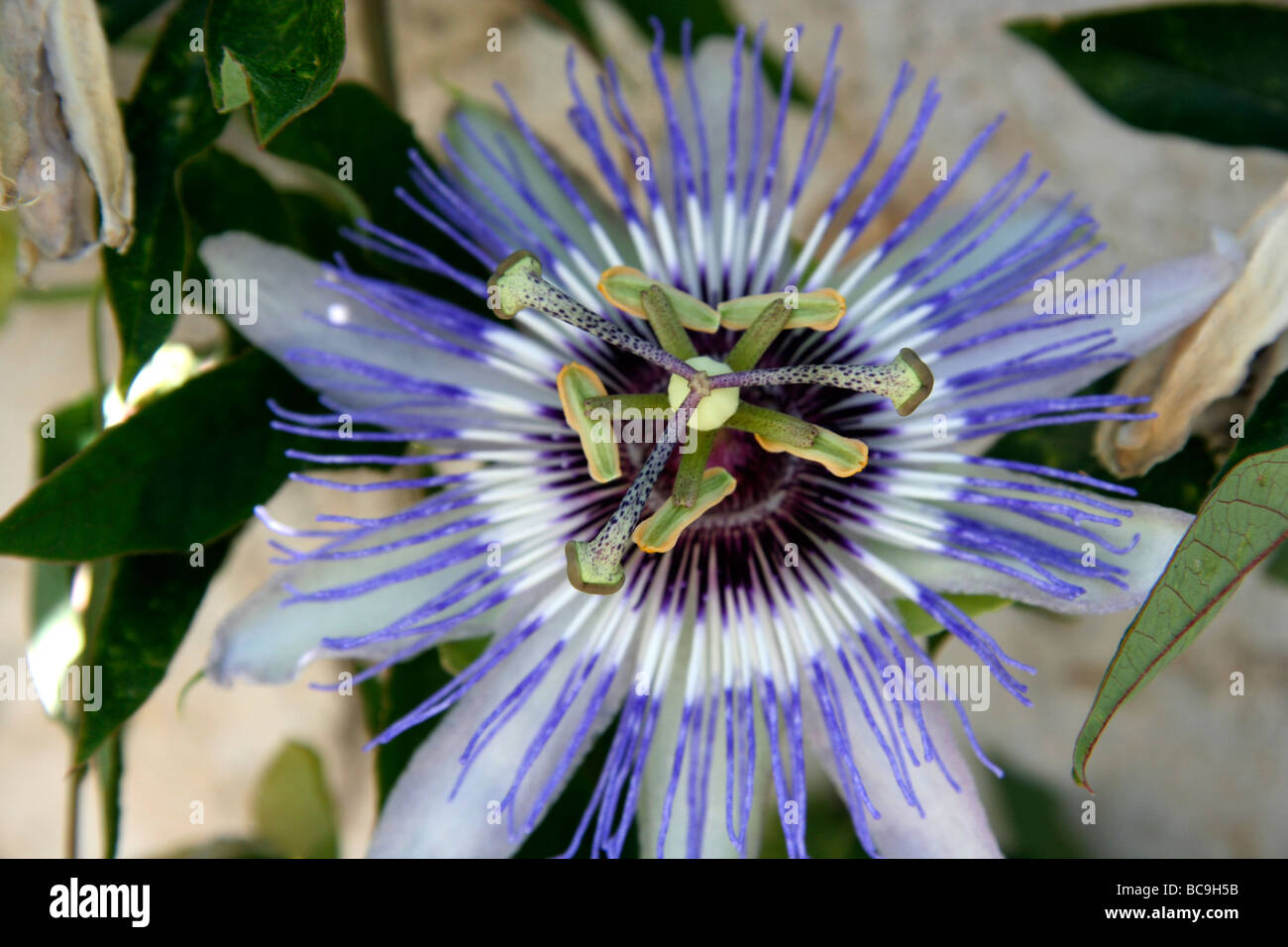 Closeup passiflora in flower hi-res stock photography and images - Alamy
