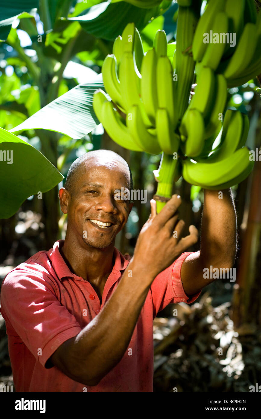 Fairtrade banana farmer, Dominican Republic Stock Photo - Alamy