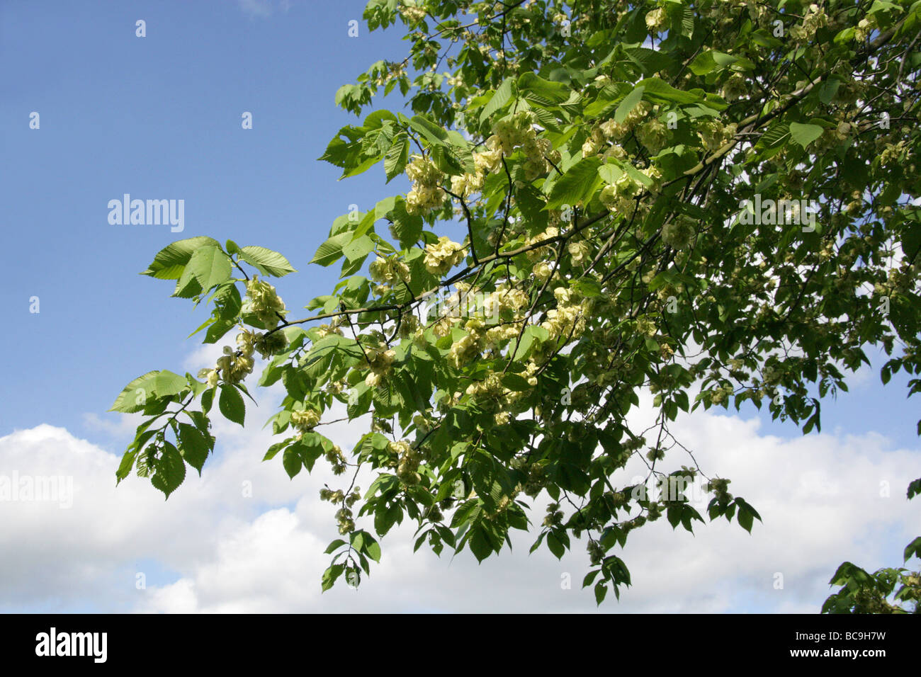 Wych Elm or Scots Elm Fruit or Seeds, Ulmus glabra, Ulmaceae Stock ...