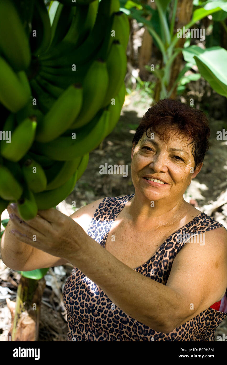 Fairtrade bananas, Dominican Republic Stock Photo - Alamy