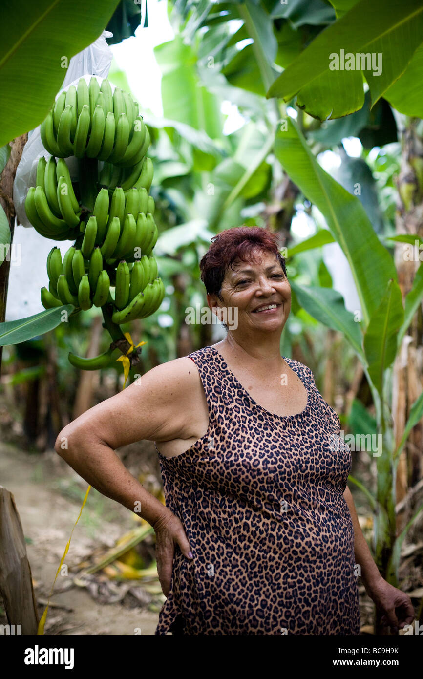 Fairtrade bananas, Dominican Republic Stock Photo - Alamy