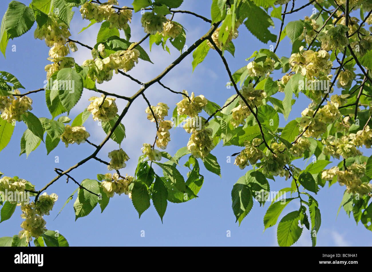 Wych Elm or Scots Elm Fruit or Seeds, Ulmus glabra, Ulmaceae Stock ...