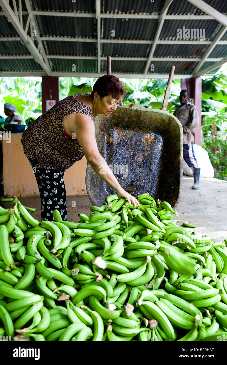 Fairtrade bananas, Dominican Republic Stock Photo - Alamy