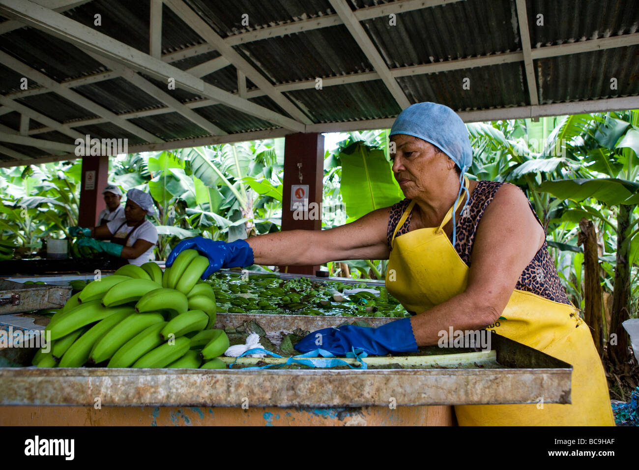 Fairtrade bananas, Dominican Republic Stock Photo - Alamy