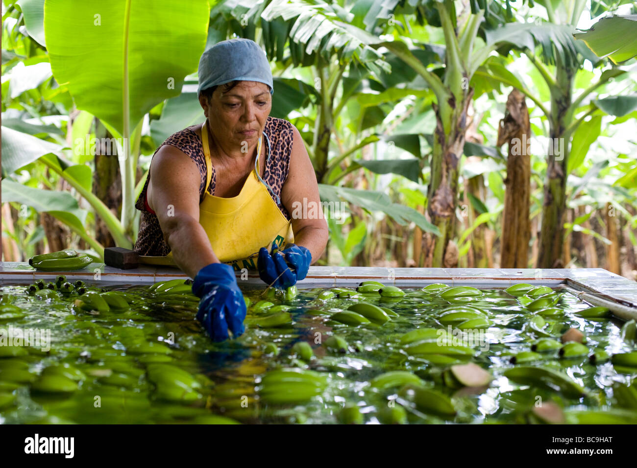 Fairtrade bananas, Dominican Republic Stock Photo - Alamy