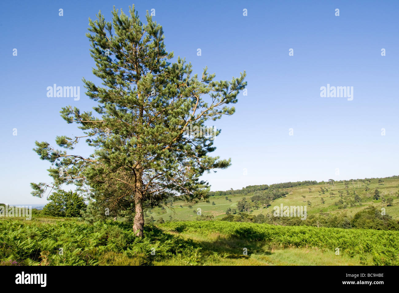 Plagioclimax hi-res stock photography and images - Alamy