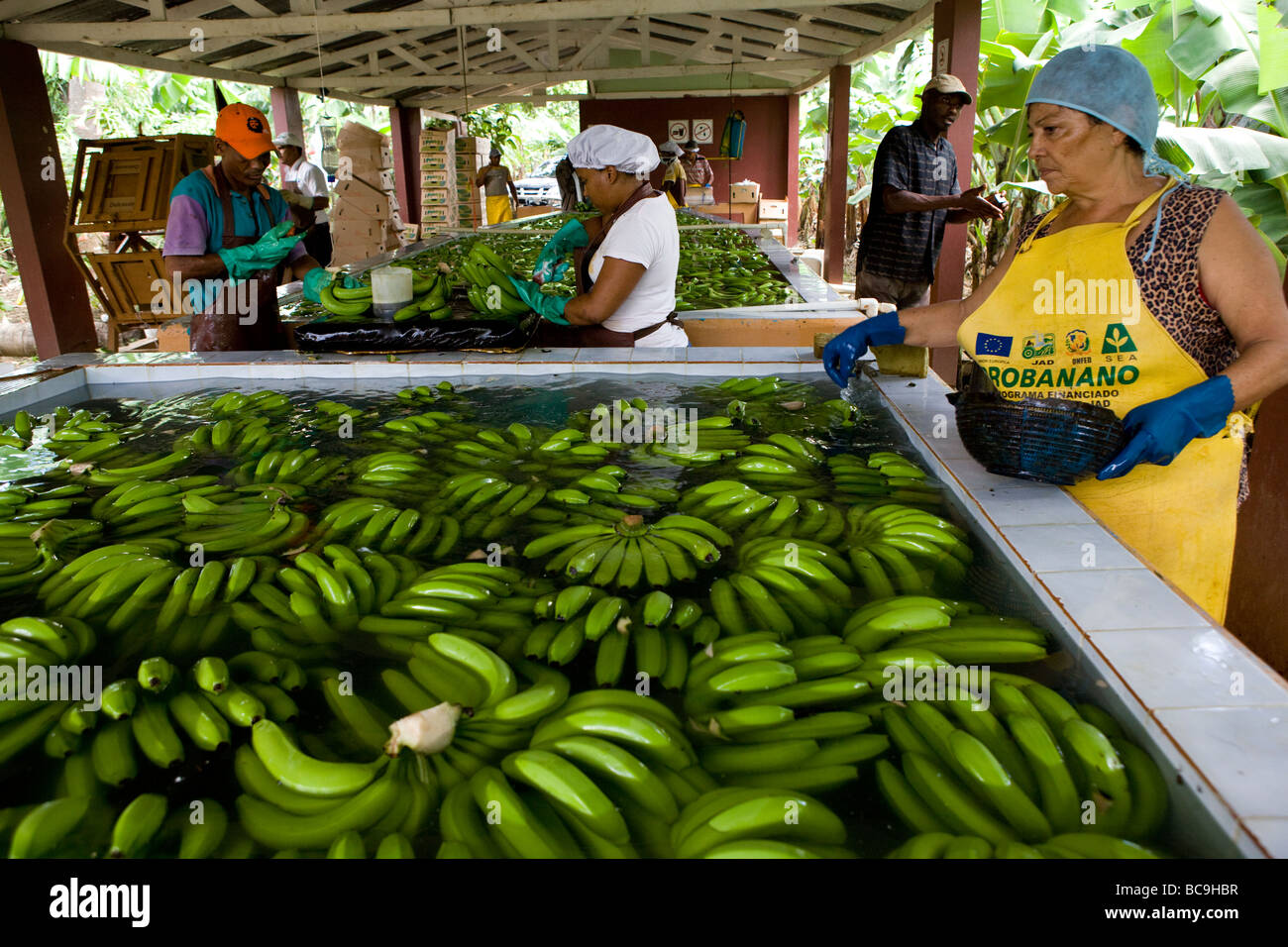 Fairtrade bananas, Dominican Republic Stock Photo - Alamy