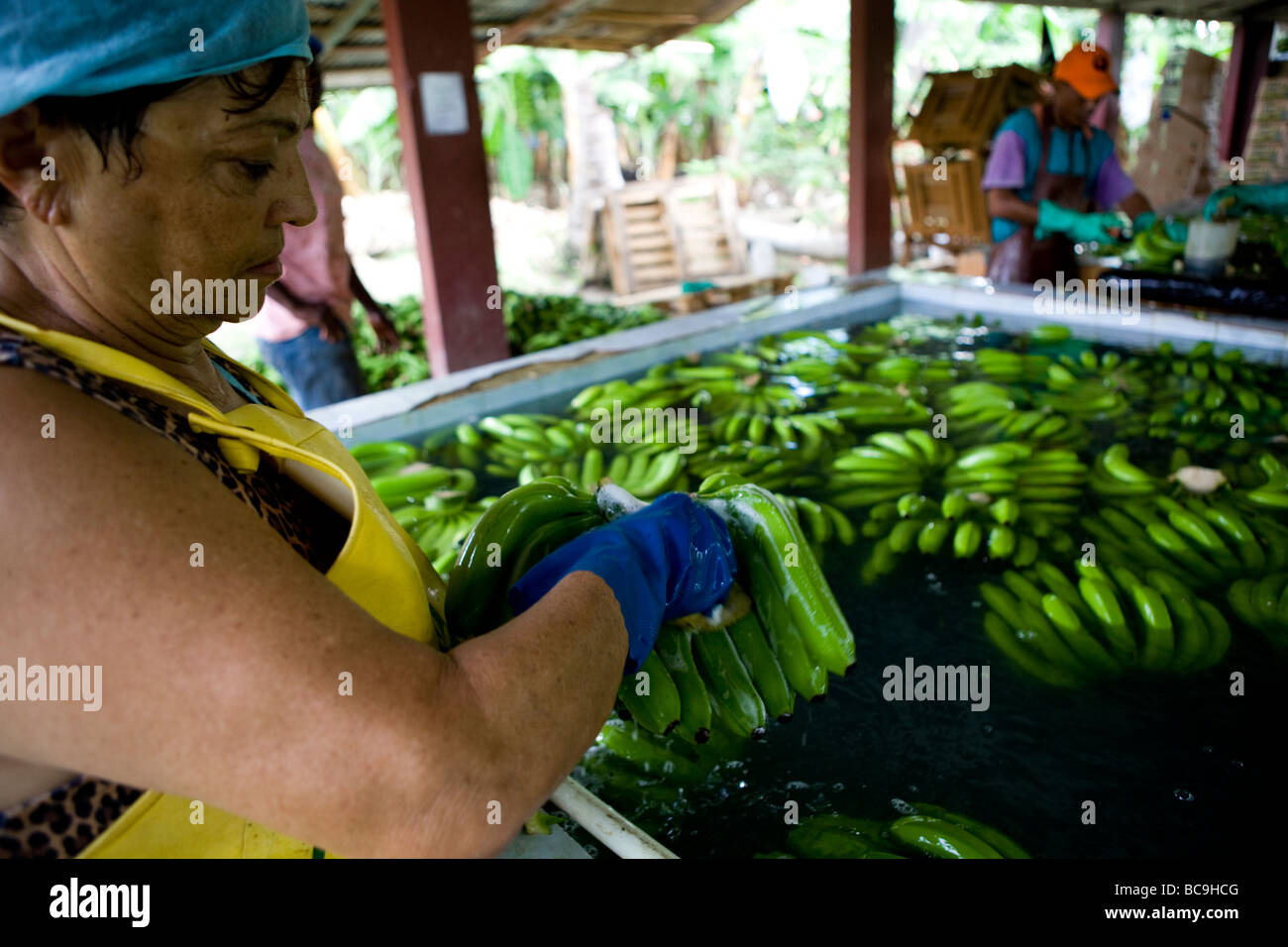 Fairtrade bananas, Dominican Republic Stock Photo - Alamy