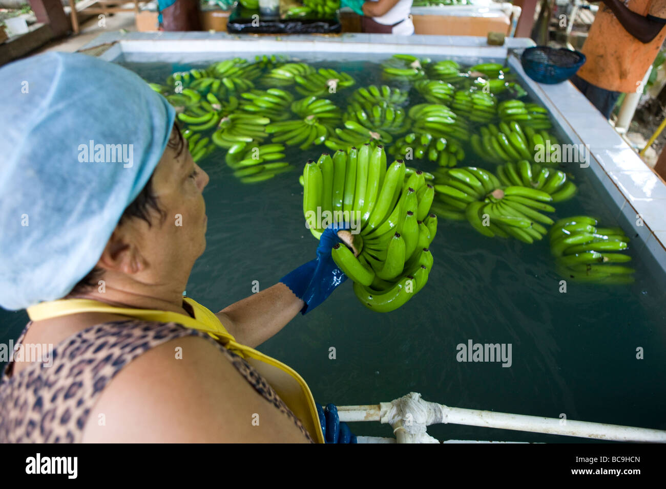 Fairtrade bananas, Dominican Republic Stock Photo - Alamy