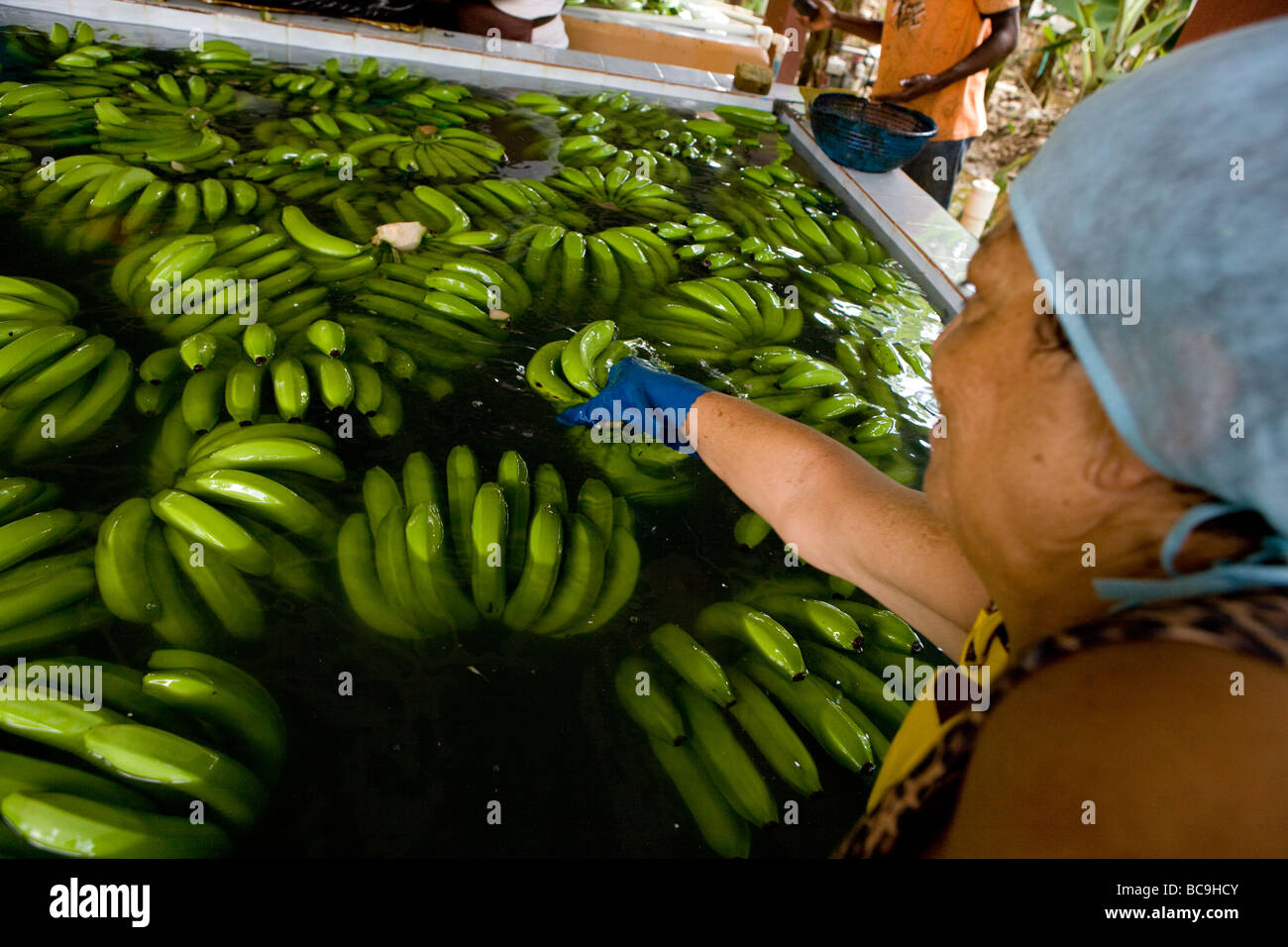 Fairtrade bananas, Dominican Republic Stock Photo - Alamy
