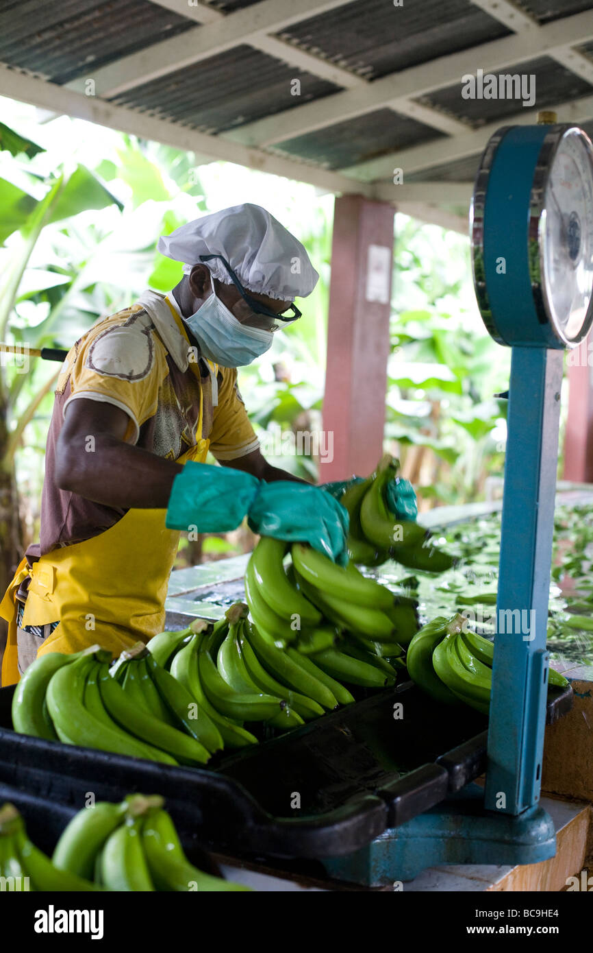 Fairtrade bananas, Dominican Republic Stock Photo - Alamy