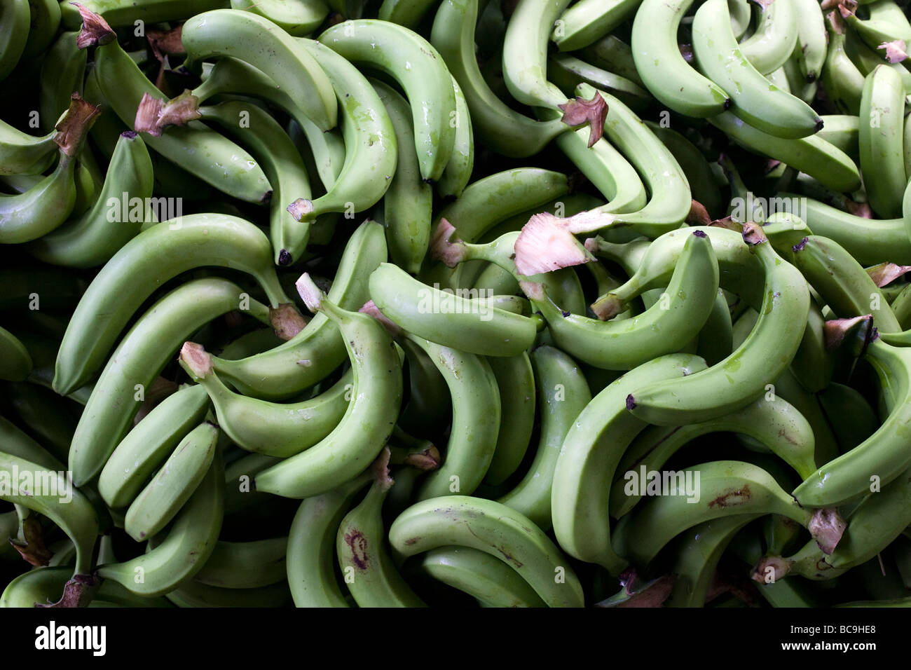 Fairtrade bananas Dominican Republic Stock Photo - Alamy