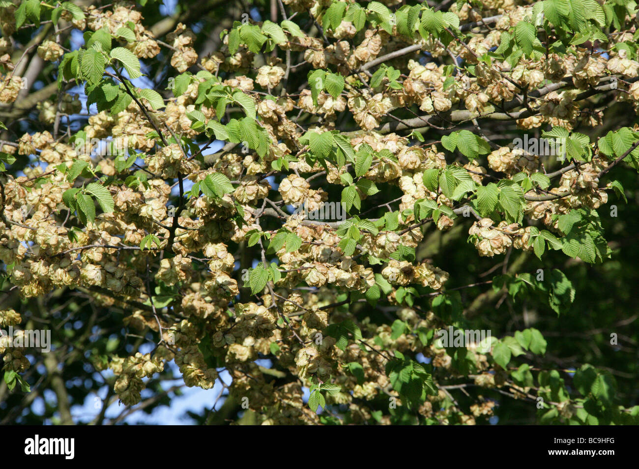 Wych Elm or Scots Elm Fruit or Seeds, Ulmus glabra, Ulmaceae Stock ...