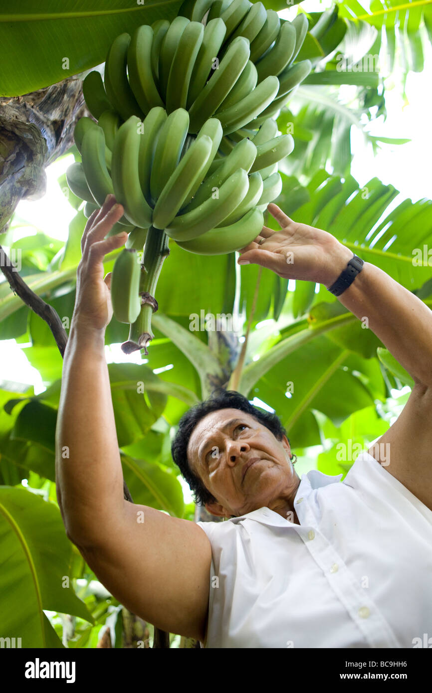 Fair trade banana farmer, Dominican Republic, near border with Haiti ...