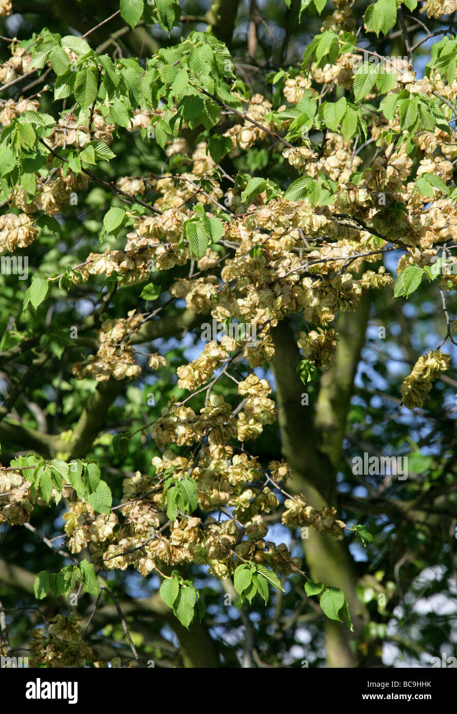 Wych Elm Ulmus Glabra High Resolution Stock Photography and Images - Alamy
