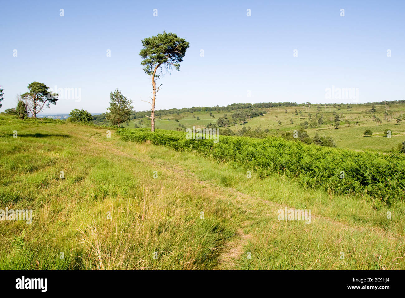 Ashdown Forest heathland south of Hartfield and east of the B2026 near ...