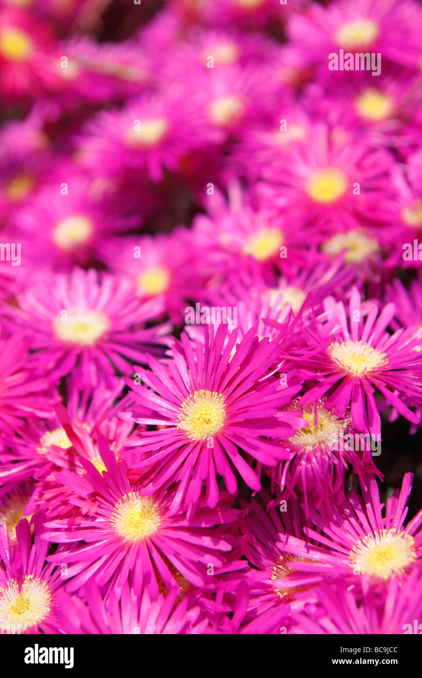 Close up of colorful pink British mesembryanthemums (ice plant) flowers ...