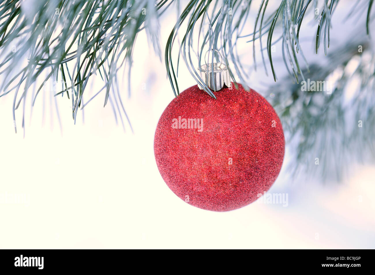 Ball conifer evergreen hi-res stock photography and images - Alamy