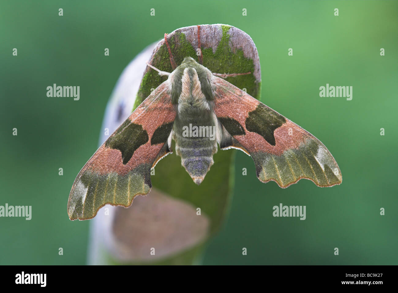 Female hawk moth hi-res stock photography and images - Alamy
