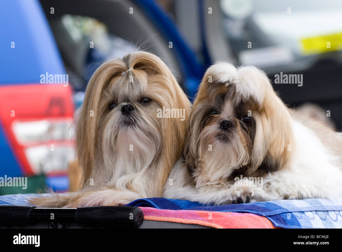 DOg show pose Stock Photo - Alamy