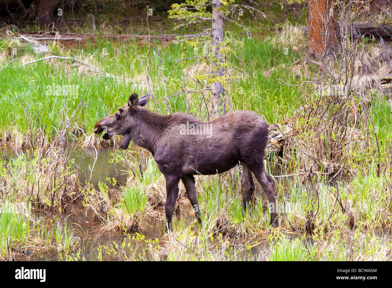 Large moose hi-res stock photography and images - Alamy