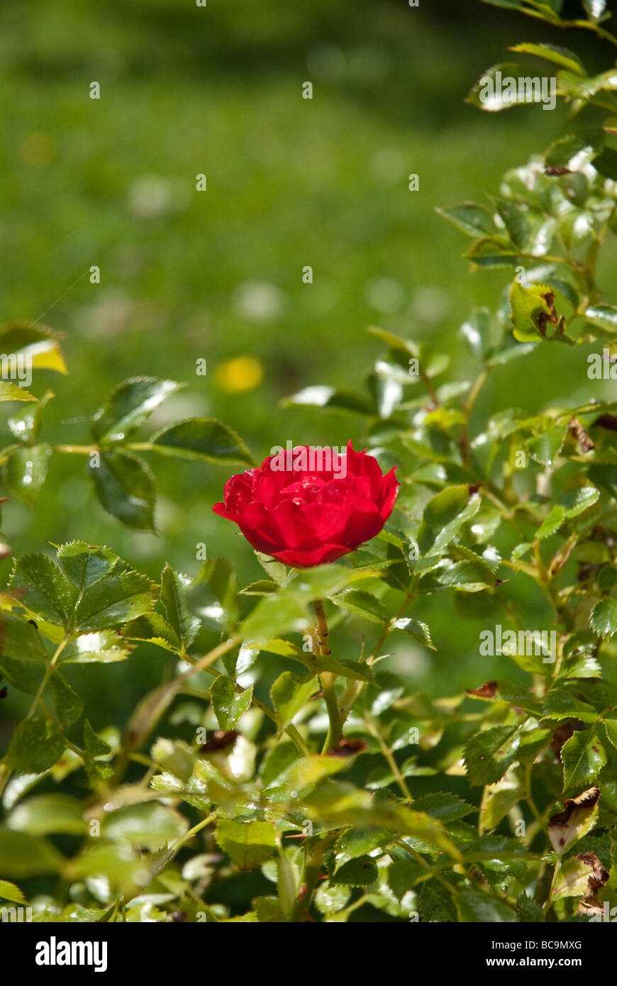 Single Red Rose Growing Stock Photo - Alamy