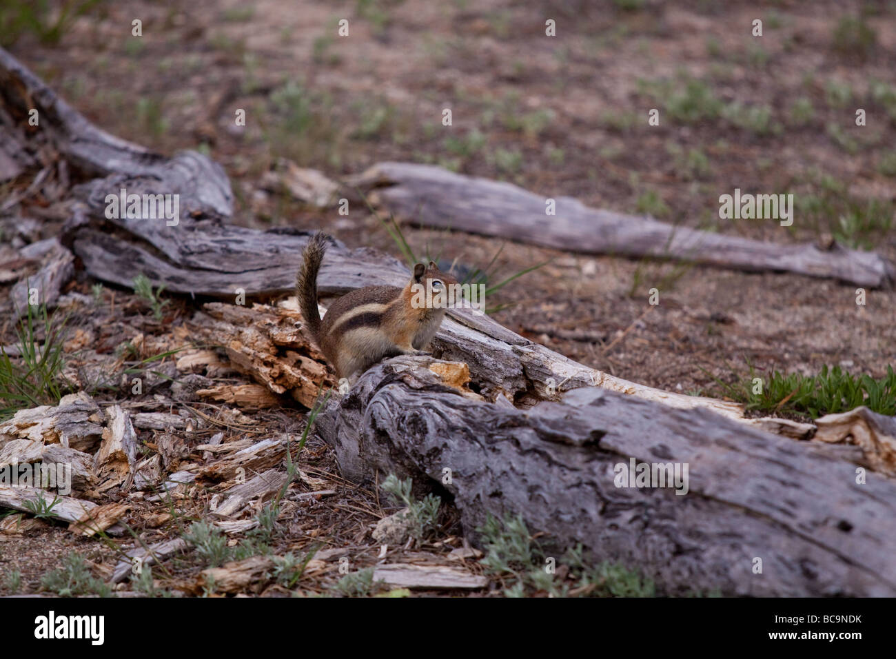 Chipmunk on log Stock Photo - Alamy