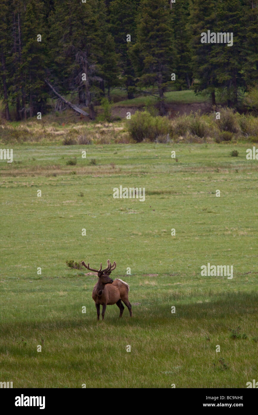 Bull Elk in field Stock Photo - Alamy