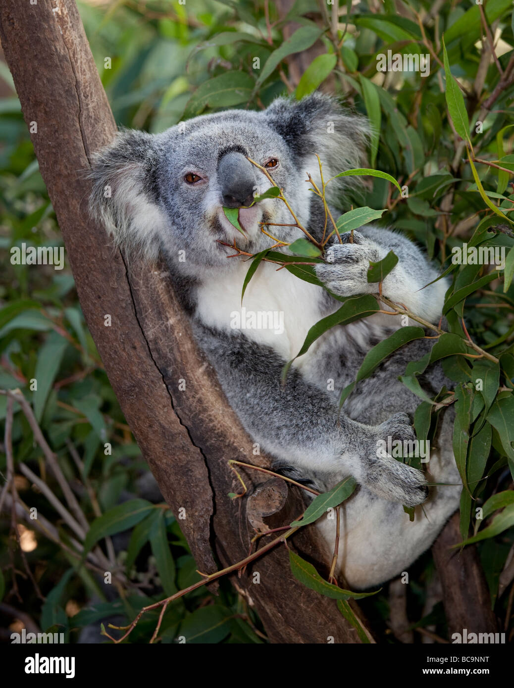 blissful koala in tree Stock Photo - Alamy